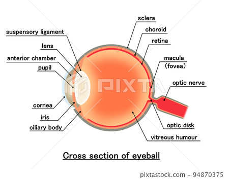 cross-section diagram, eyes, eye - Stock Illustration [94870375] - PIXTA