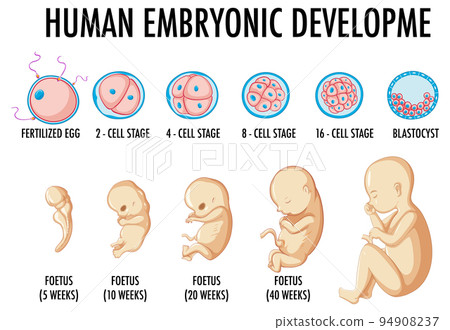 Human Embryo Development