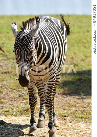 Zebra Front View