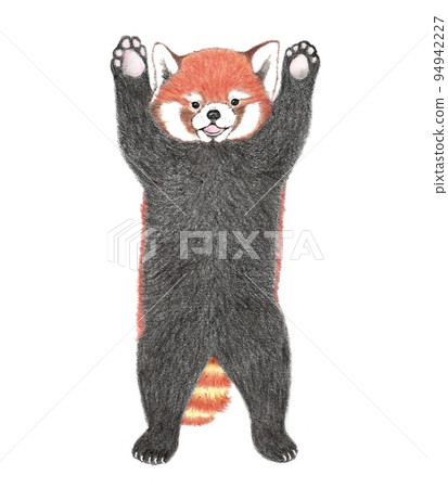 Illustration material of a threatening red panda - Stock Illustration ...