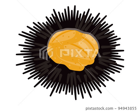 Illustration of sea urchin - Stock Illustration [94943855] - PIXTA