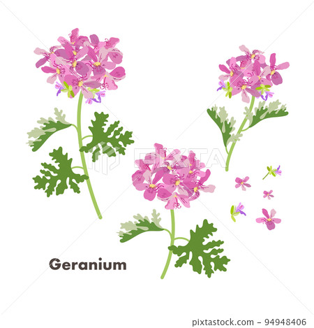 Geranium illustration, essential oil, aroma - Stock Illustration ...