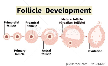 Process of human follicle development and... - Stock Illustration ...