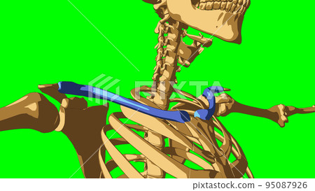 Human skeleton anatomy Clavicle bone for... - Stock Illustration ...