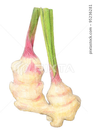 Illustration of new ginger drawn with... - Stock Illustration [95236281 ...