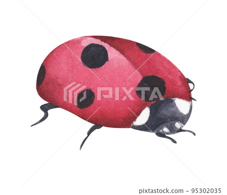 Ladybugs. Watercolor illustration. - Stock Illustration [95302035] - PIXTA