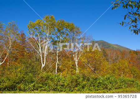 Sarukura Onsen autumn leaves - Stock Photo [95365728] - PIXTA