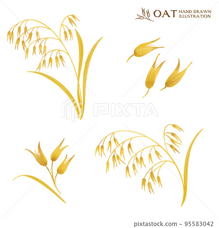 Watercolor illustration of oats (yellow) - Stock Illustration [95583042 ...