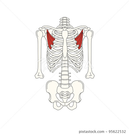 human anatomy drawing_pectoralis minor-插圖素材 [95622532] - PIXTA圖庫