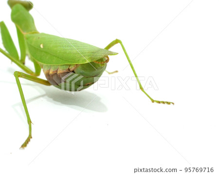 Harabiro praying mantis butt - Stock Photo [95769716] - PIXTA