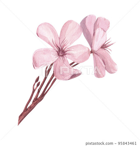 Floral oleander design hand drawn watercolor.... - Stock Illustration ...