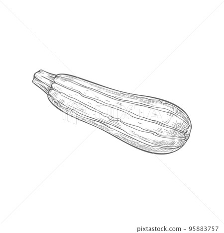 Zucchini vegetable isolated monochrome sketch.... - Stock Illustration ...