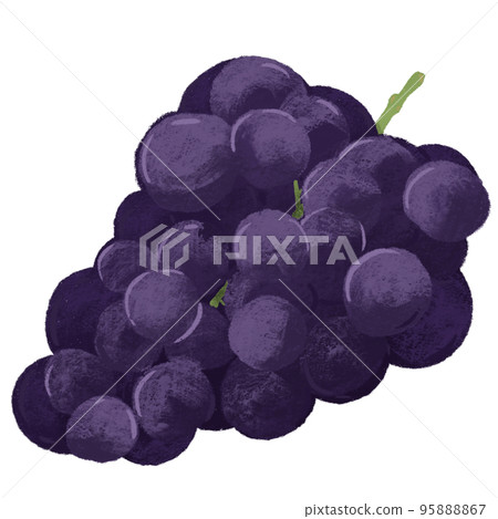Autumn taste grape - Stock Illustration [95888867] - PIXTA