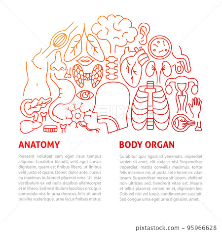 Anatomy Body Organ Line Template - Stock Illustration [95966628] - PIXTA