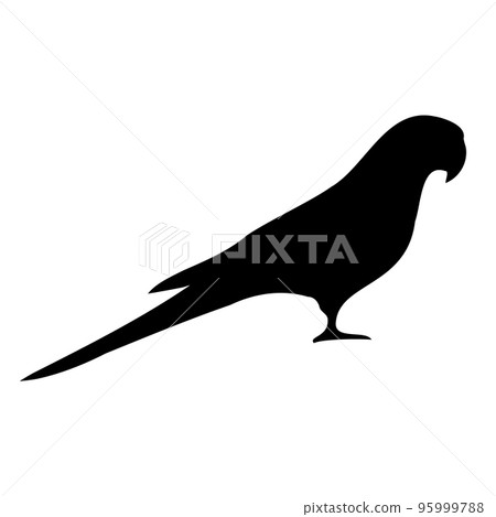 Vector hand draw Indian ringneck parrot silhouette - Stock Illustration ...