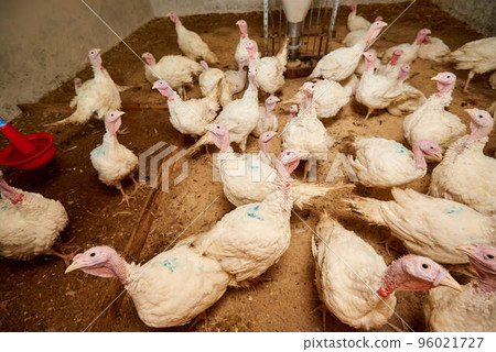 Portable Turkey Pens