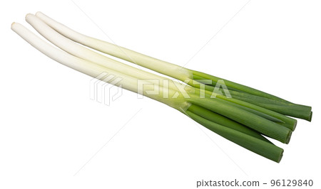 Long onion green onion - Stock Illustration [96129840] - PIXTA