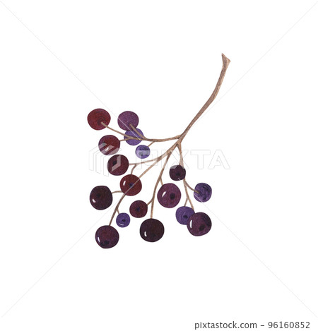 Autumn violet deep purple berries branch...-插圖素材 [96160852] - PIXTA圖庫