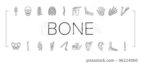 Bone Human Skeleton Structure Icons Set Vector - Stock Illustration ...