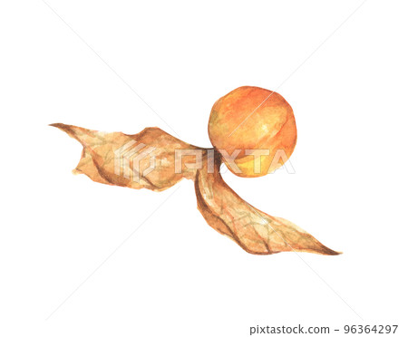 Physalis fruit berry. Groundcherries, Inca... - Stock Illustration ...