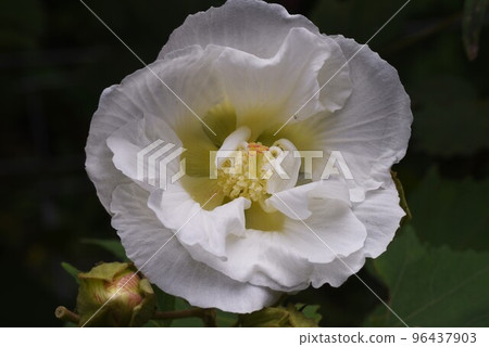 Suifyou (Drunken Fuyou), flower color changes... - Stock Photo ...