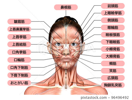 Front view of female muscular face - Stock Illustration [96496492] - PIXTA