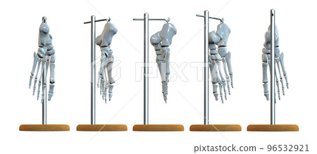 foot specimen - Stock Illustration [96532921] - PIXTA
