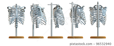 rib specimen - Stock Illustration [96532940] - PIXTA