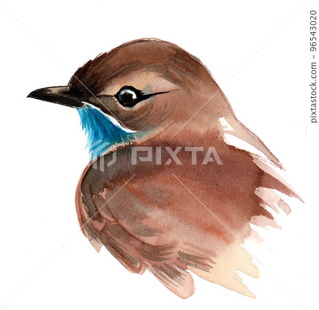 Brown bird head. Ink and watercolor drawing - Stock Illustration ...