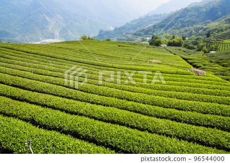 Beautiful Tea Plantation Landscape 12,198 Landscape Tea Field Stock