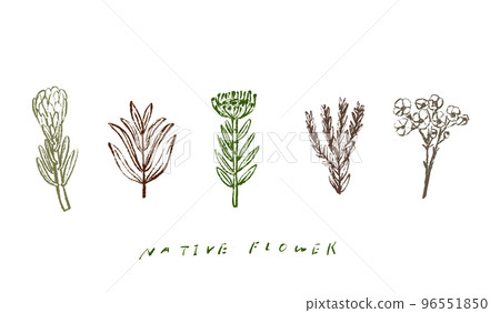 Wildflower set in muted colors - Stock Illustration [96551850] - PIXTA