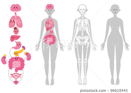 Face internal organs skeleton body 3 sets (body... - Stock Illustration ...