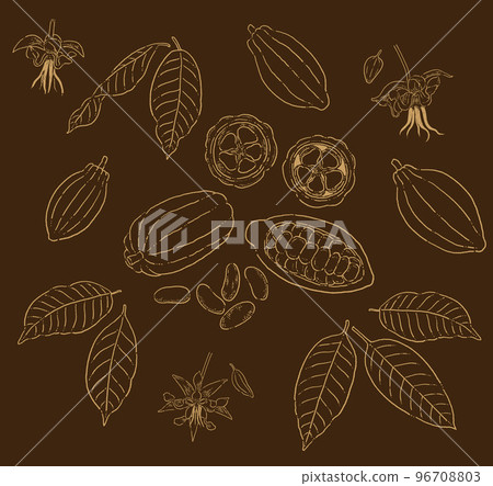 Cocoa beans line drawing illustration material - Stock Illustration ...