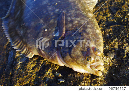 Flatfish Face