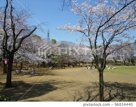 Cherry blossoms in Fuchu Park (Fuchu City, Tokyo) - Stock Photo ...