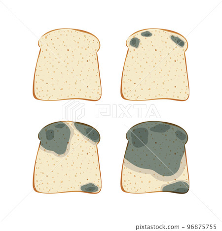 Microorganisms Fungi Bread Mould