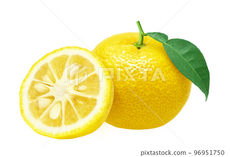 Realistic yuzu illustration - Stock Illustration [96951750] - PIXTA