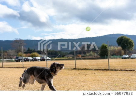Borzoi and standard poodle mix dog aiming for a... - Stock Photo ...