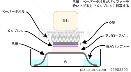 Schematic diagram of Northern blotting by... - Stock Illustration ...