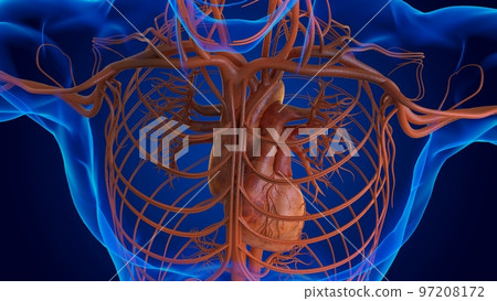 human heart damaged internal organ for medical... - Stock Illustration ...