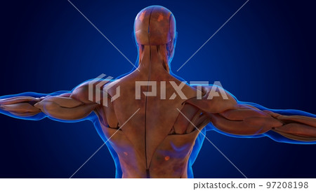 human damage muscle anatomy for medical concept 3D - Stock Illustration ...