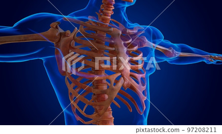 human damage skeleton all bones for medical... - Stock Illustration ...