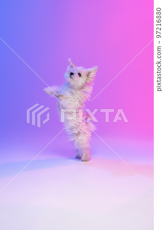 Studio image of cute white Maltese dog dancing... - Stock Photo ...