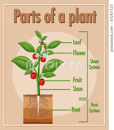 Diagram showing parts of a plant - Stock Illustration [97267325] - PIXTA