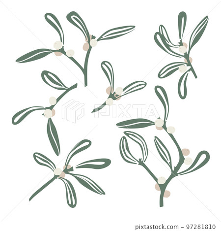 Mistletoe Branch Vector