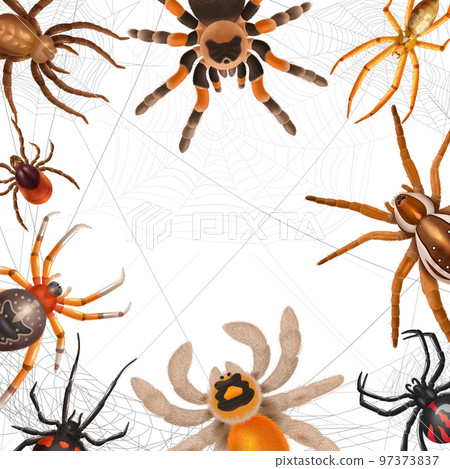 Realistic Spiders Frame - Stock Illustration [97373837] - PIXTA