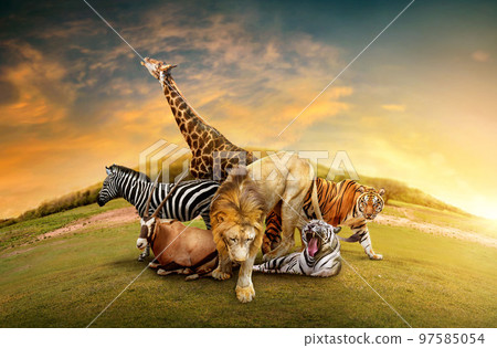 Group Of Wild Animals Together Herds Wild Animals Photos And Images