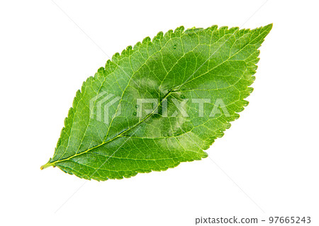 Cut-out material: prune leaves - Stock Illustration [97665243] - PIXTA