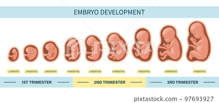 Embryo in the womb, set. Development and growth... - Stock Illustration [97693927] - PIXTA