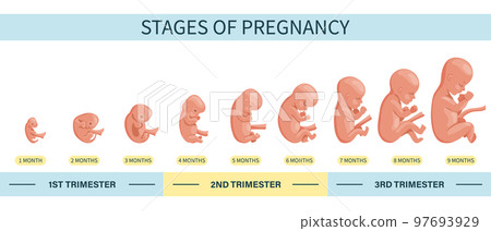 Embryo in the womb, set. Development and growth... - Stock Illustration [97693929] - PIXTA